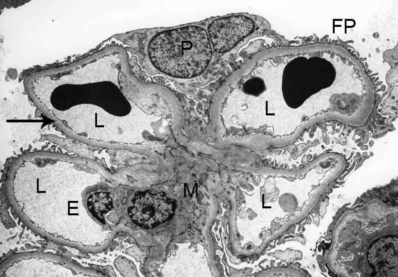 Virtual Pathology eLearning
